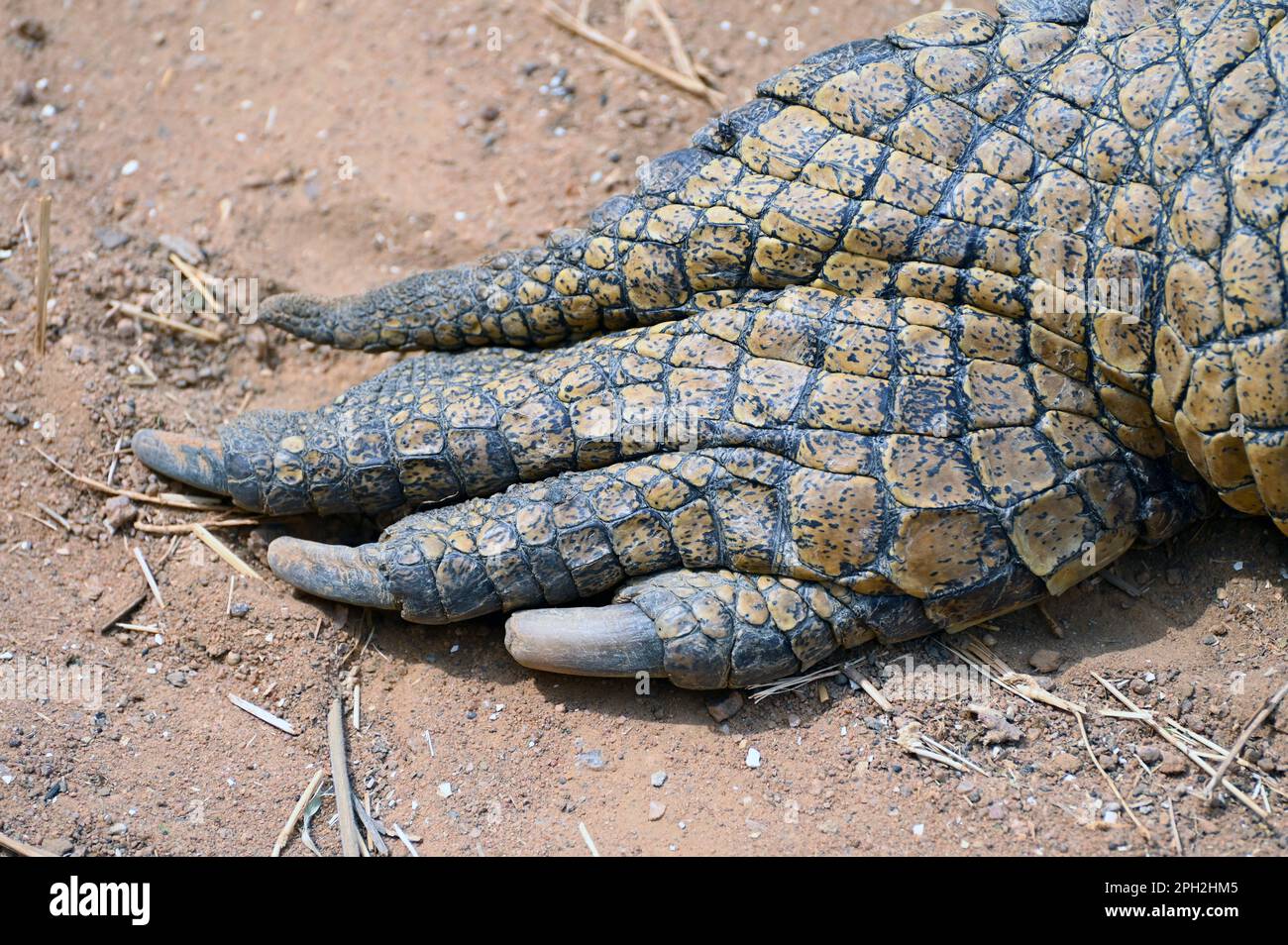 Close up and detail of a foot of a Nile Crocodile, at Kalimba Reptile ...