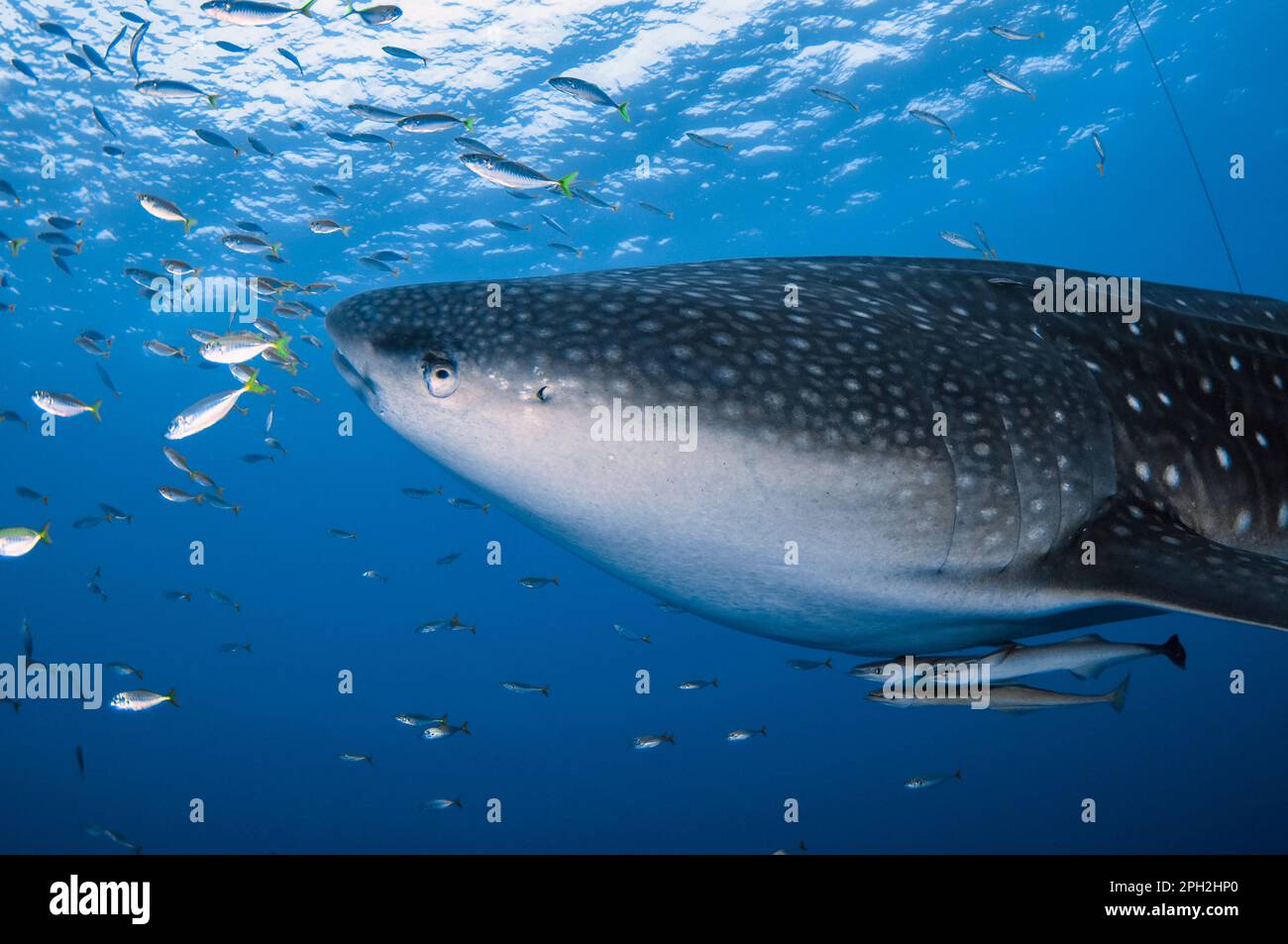 Whale Shark, Rhincodon typus, with small fish and Live Sharksucker ...