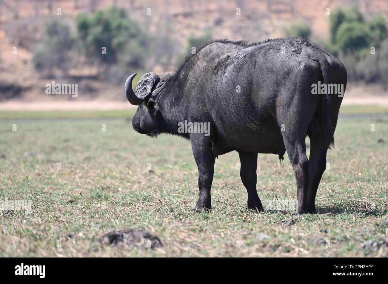 A single male cape buffalo, grazing, at Chobe National Park, in ...