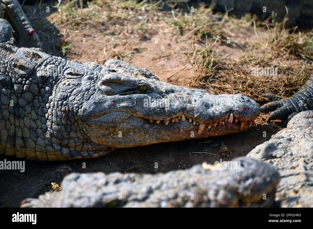 A Nile Crocodile on the ground, at Kalimba Reptile Farm, Lusaka, Zambia ...