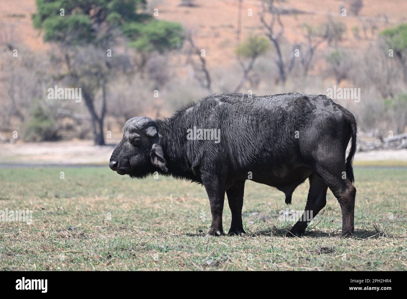 A single male cape buffalo, grazing, at Chobe National Park, in ...