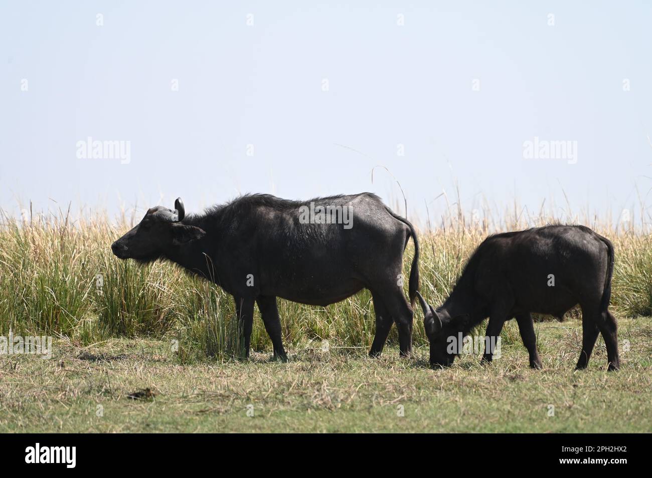 A group of cape buffalos at Chobe National Park, in Botswana, Af Stock ...