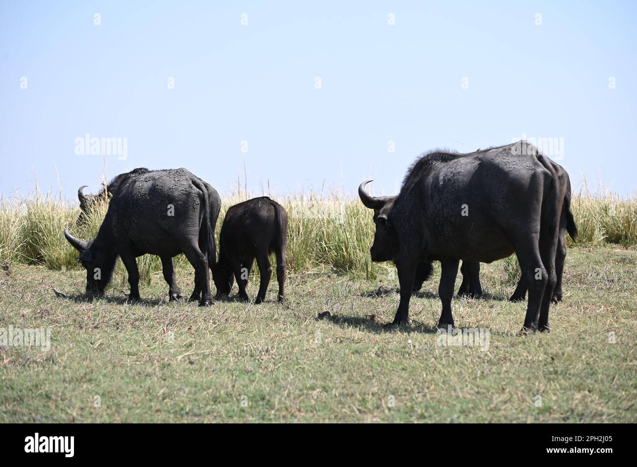 A group of cape buffalos at Chobe National Park, in Botswana, Af Stock ...