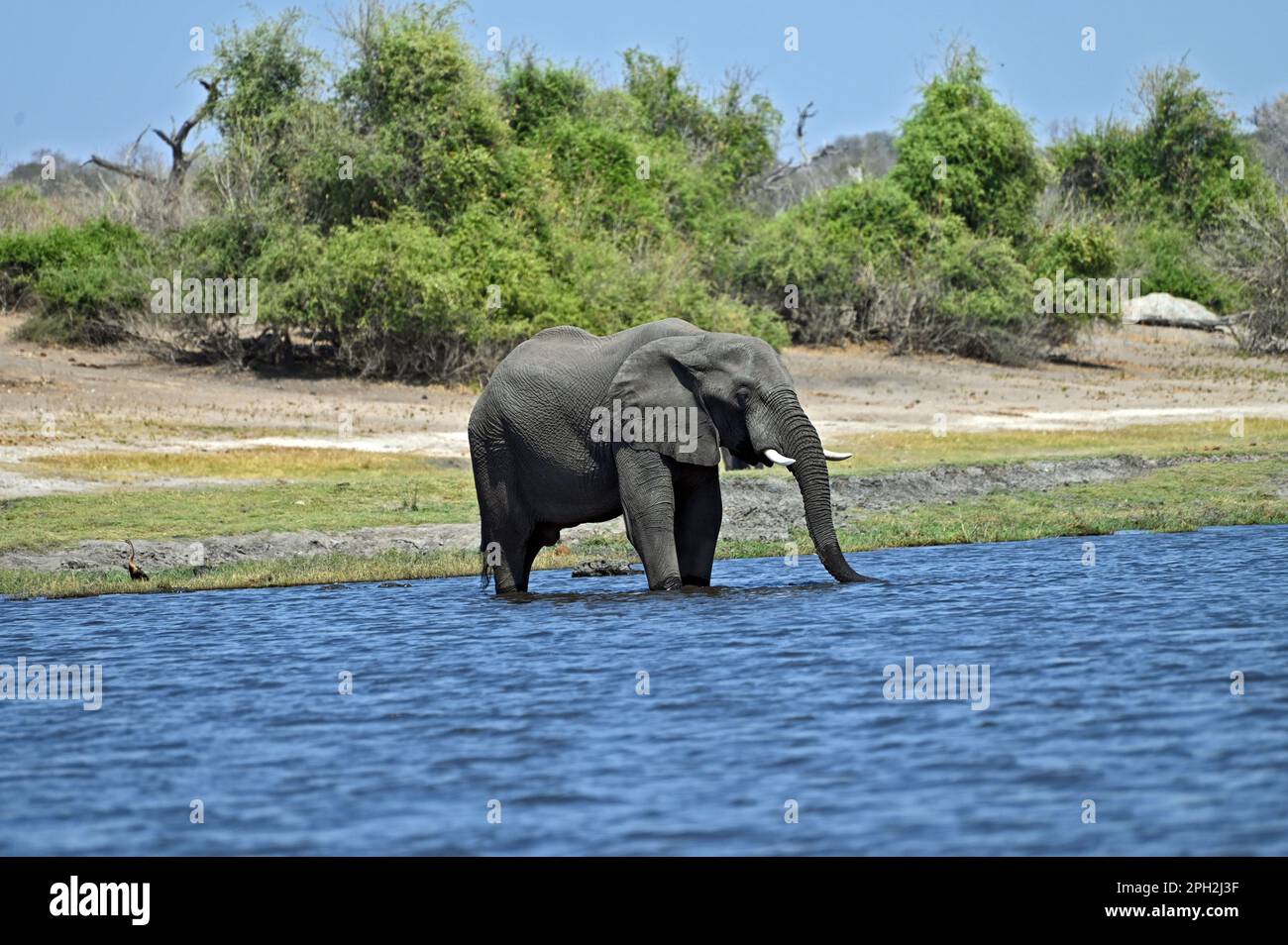 A single Elephant crossing Chobe River, at Chobe National Part in ...