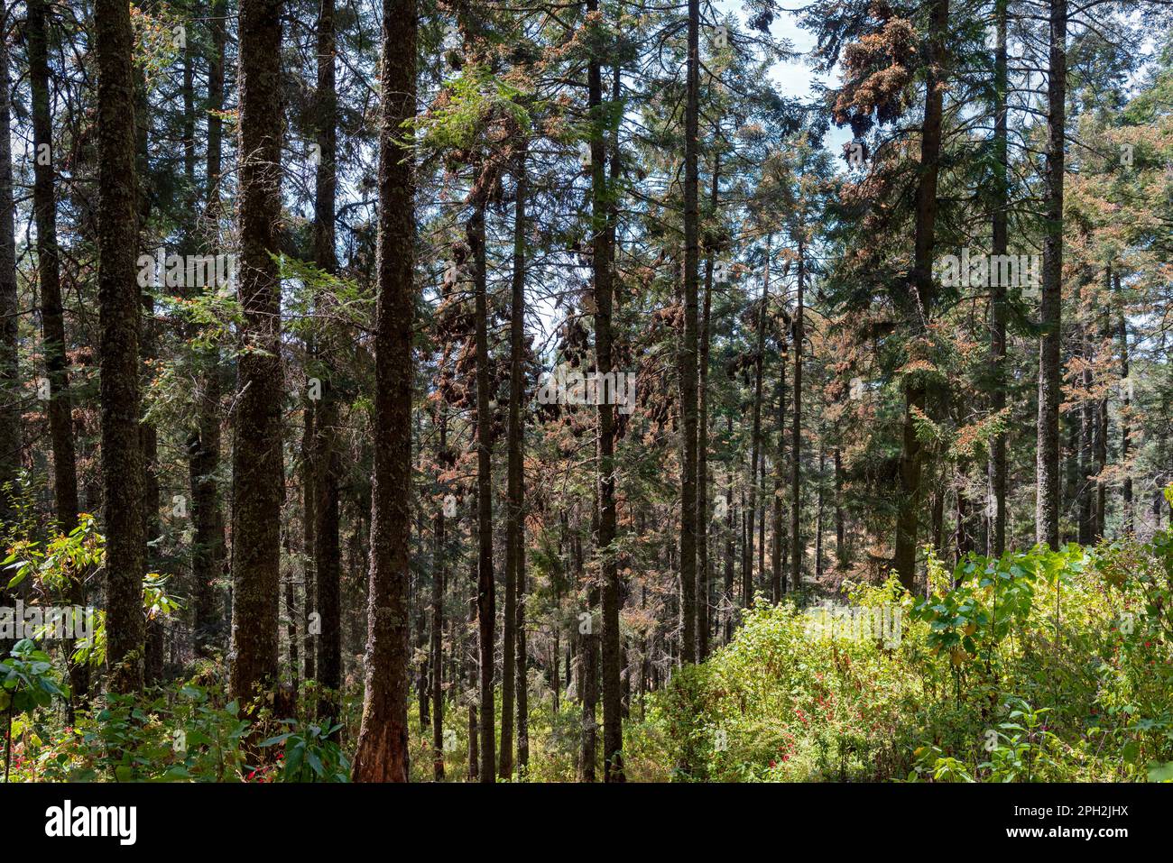 monarch butterflies cluster on oyamel fir trees in rosario sanctuary of ...