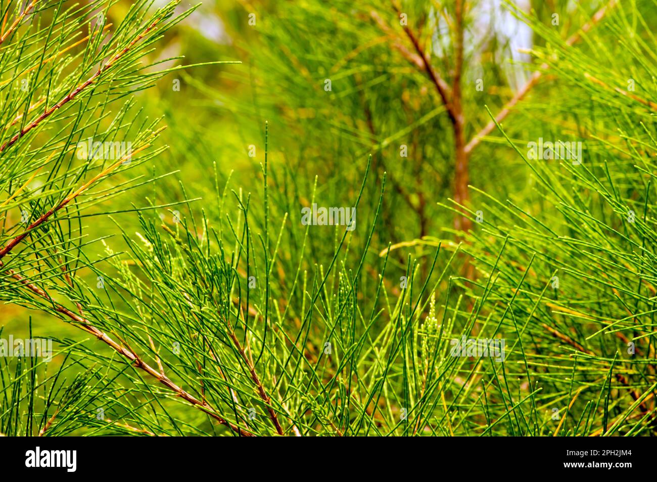 Cemara Udang, Australian pine tree or whistling pine tree (Casuarina ...