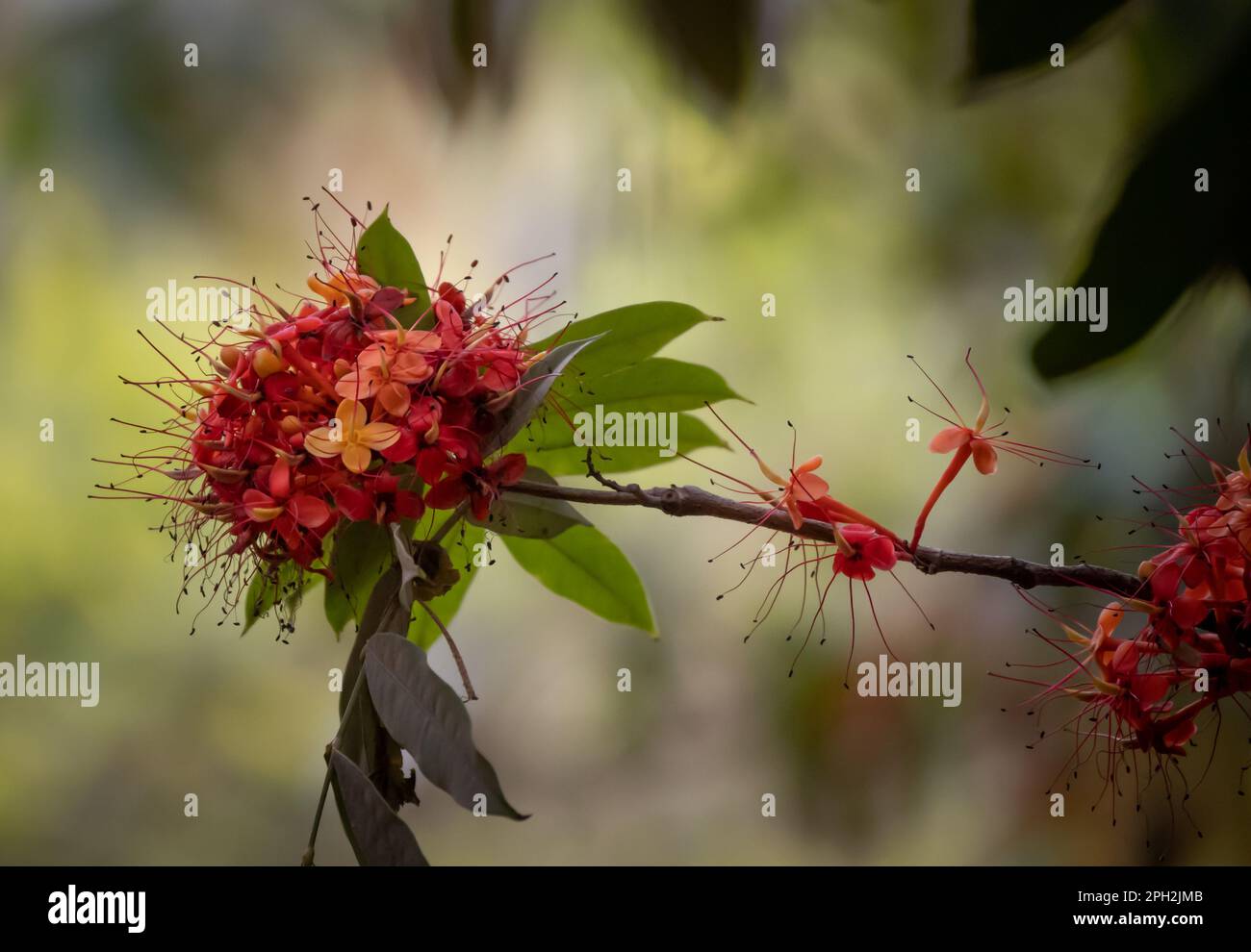 Sara ca Asoka', commonly known as the Asoka tree, is a plant belonging ...