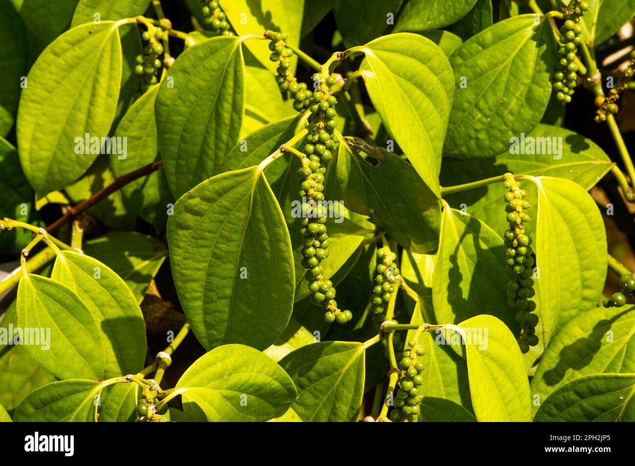 Lada, merica, Piper Nigrum, peppercorn, common pepper, fresh green ...