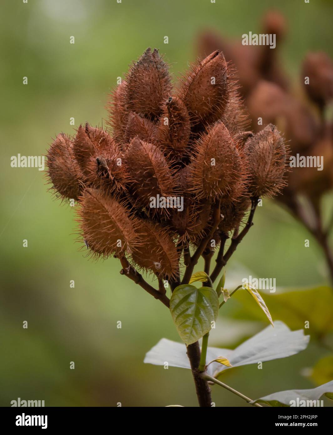 Bixa orellana, also known as achiote, is a shrub native to Central ...