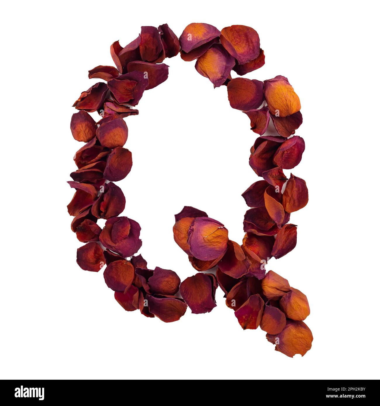 Letter Q from dry red rose petals, isolated on white background. Nature ...