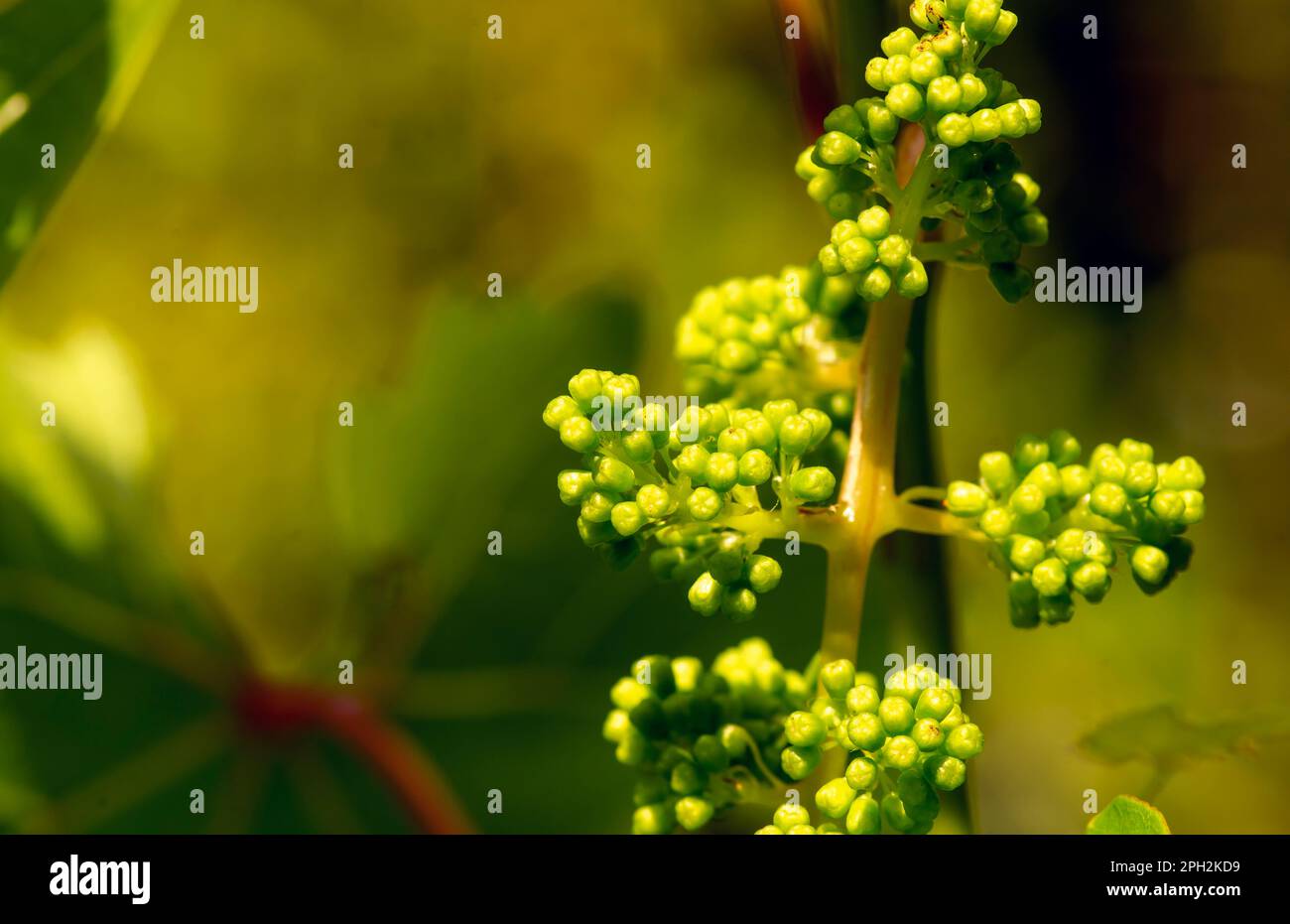 Green flowers of grape, flowering vine, selected focus Stock Photo - Alamy