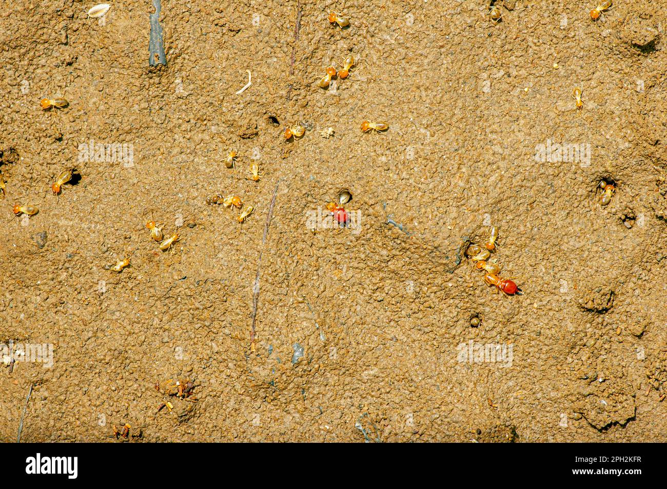 Group of the small termite on the ground. Wild animal wallpaper Stock ...