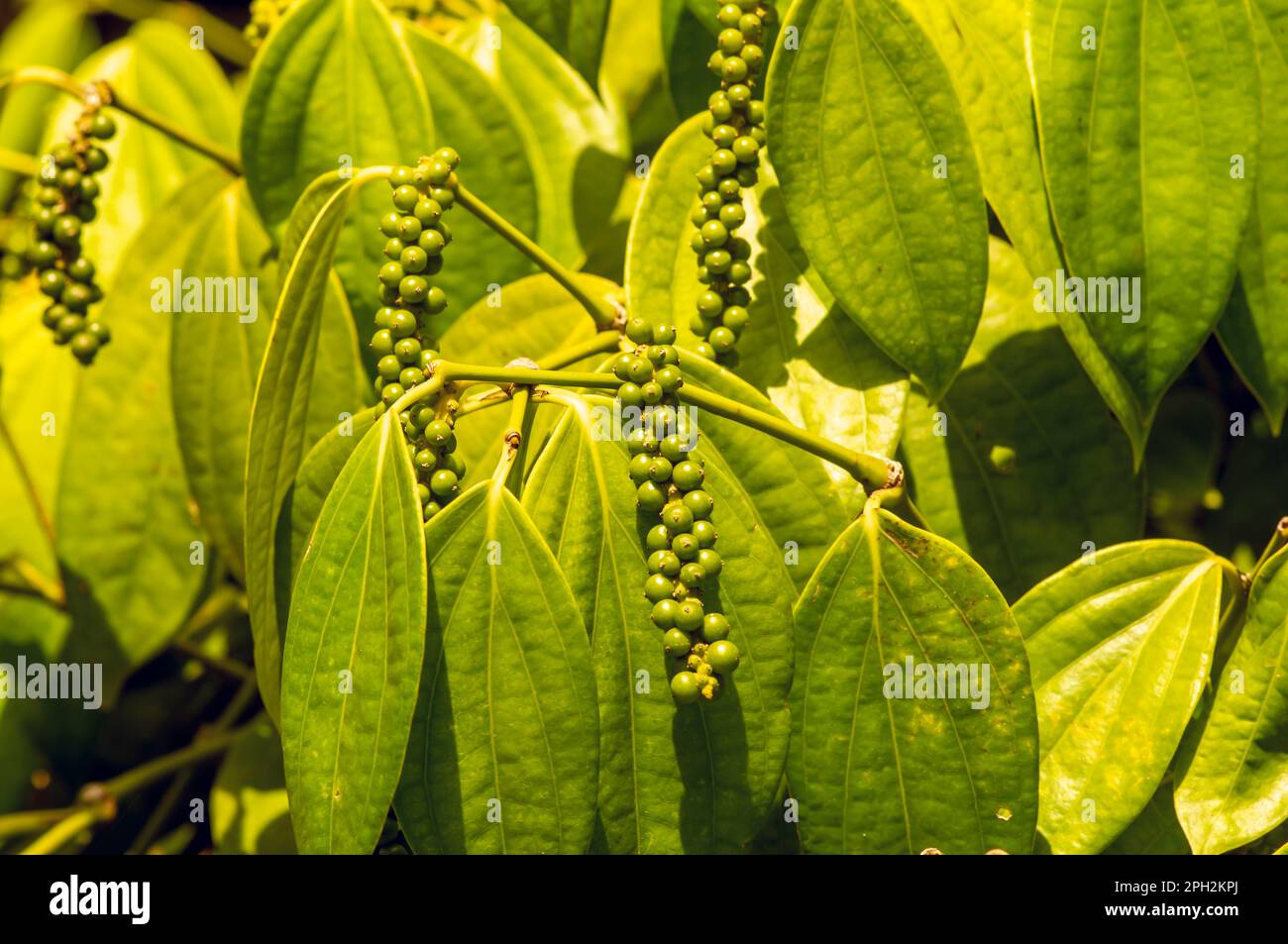 Lada, merica, Piper Nigrum, peppercorn, common pepper, fresh green ...