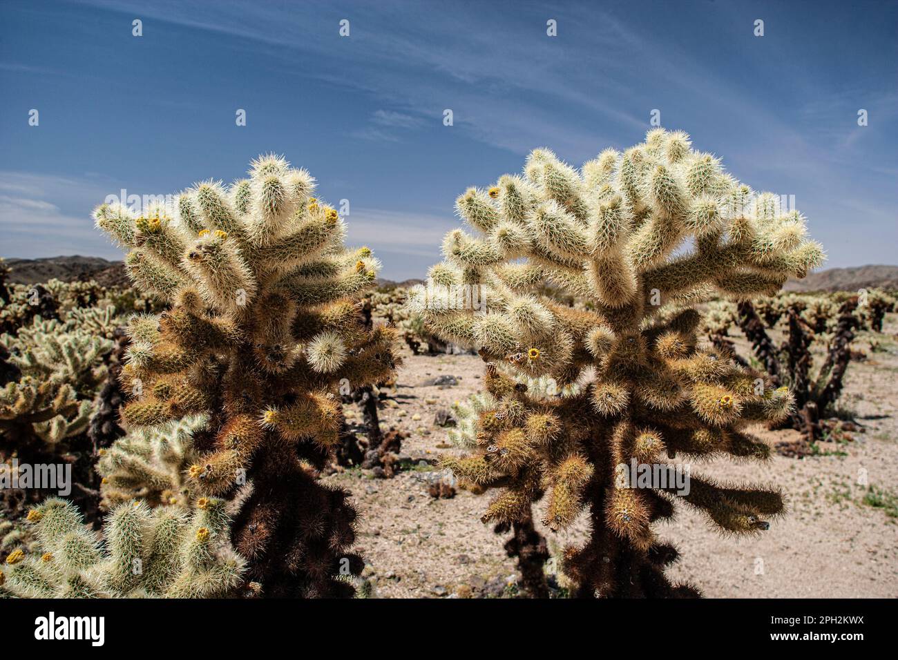 Teddy Bear cholla cactus in the California desert Stock Photo - Alamy