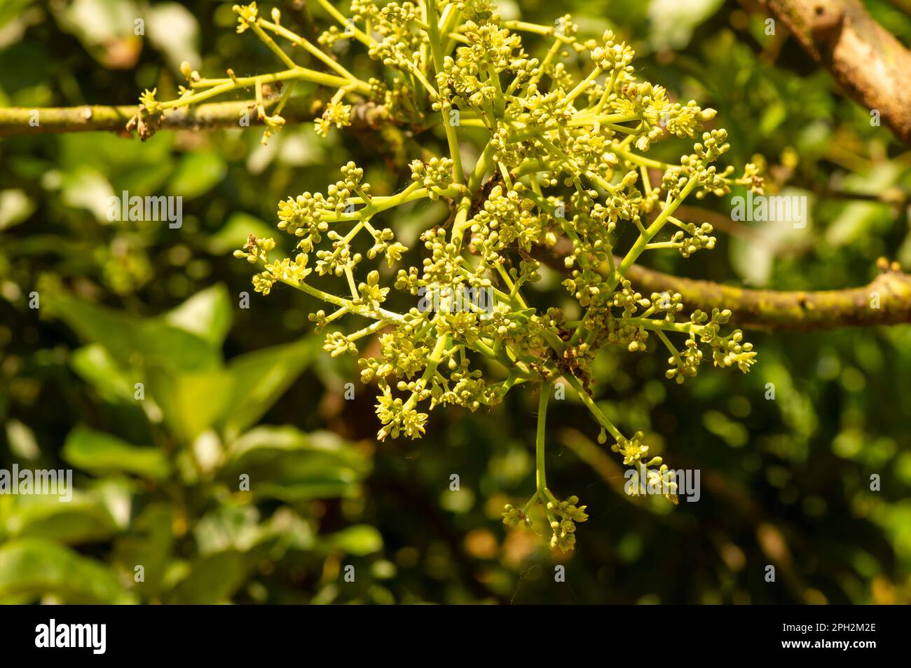 Persea americana Miller. (Avocado, Alligator pear) flower buds, shallow ...