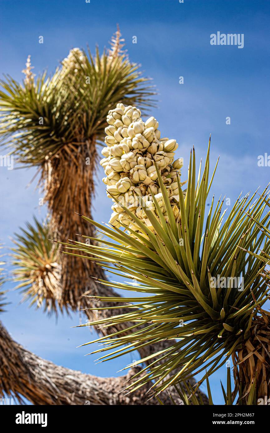 Yucca palm tree flowers hi-res stock photography and images - Alamy
