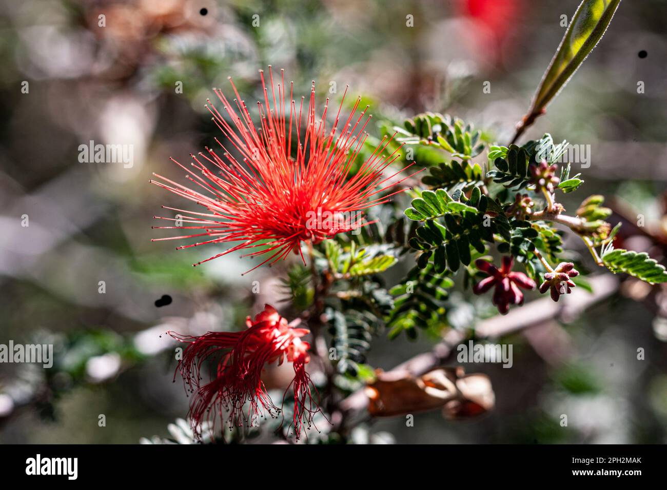 Fairy duster or powder puff plant found in the Mojave desert in ...
