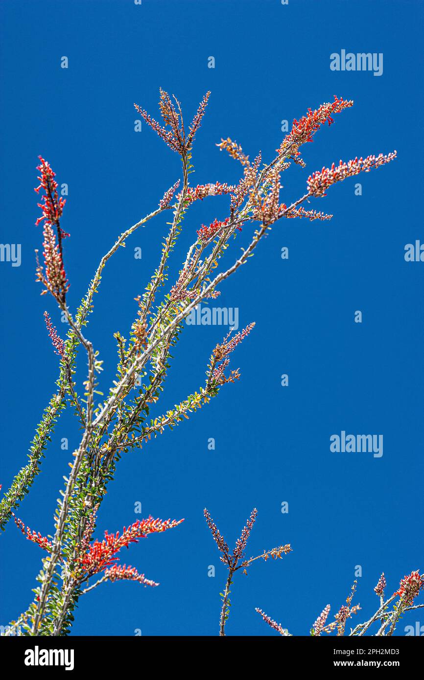 Ocotillo plant blooming in the California desert against the clear blue ...