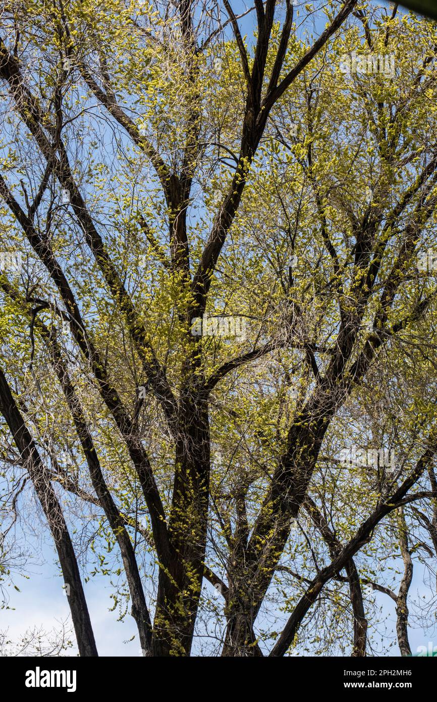 Spring renewal hi-res stock photography and images - Alamy