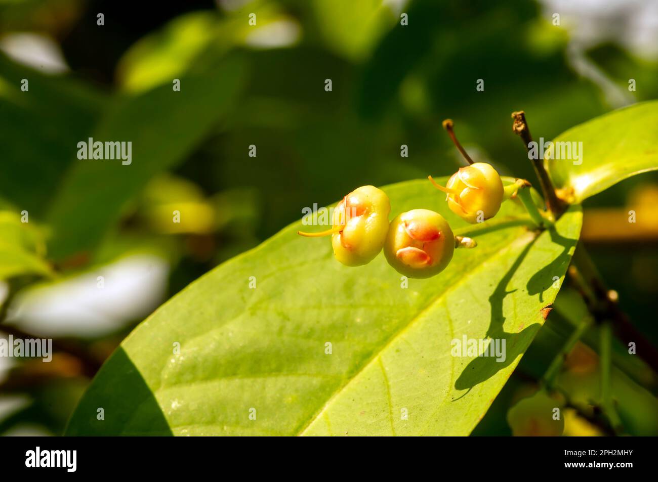Young water apples fruits (Syzygium aqueum) on its tree, known as rose ...