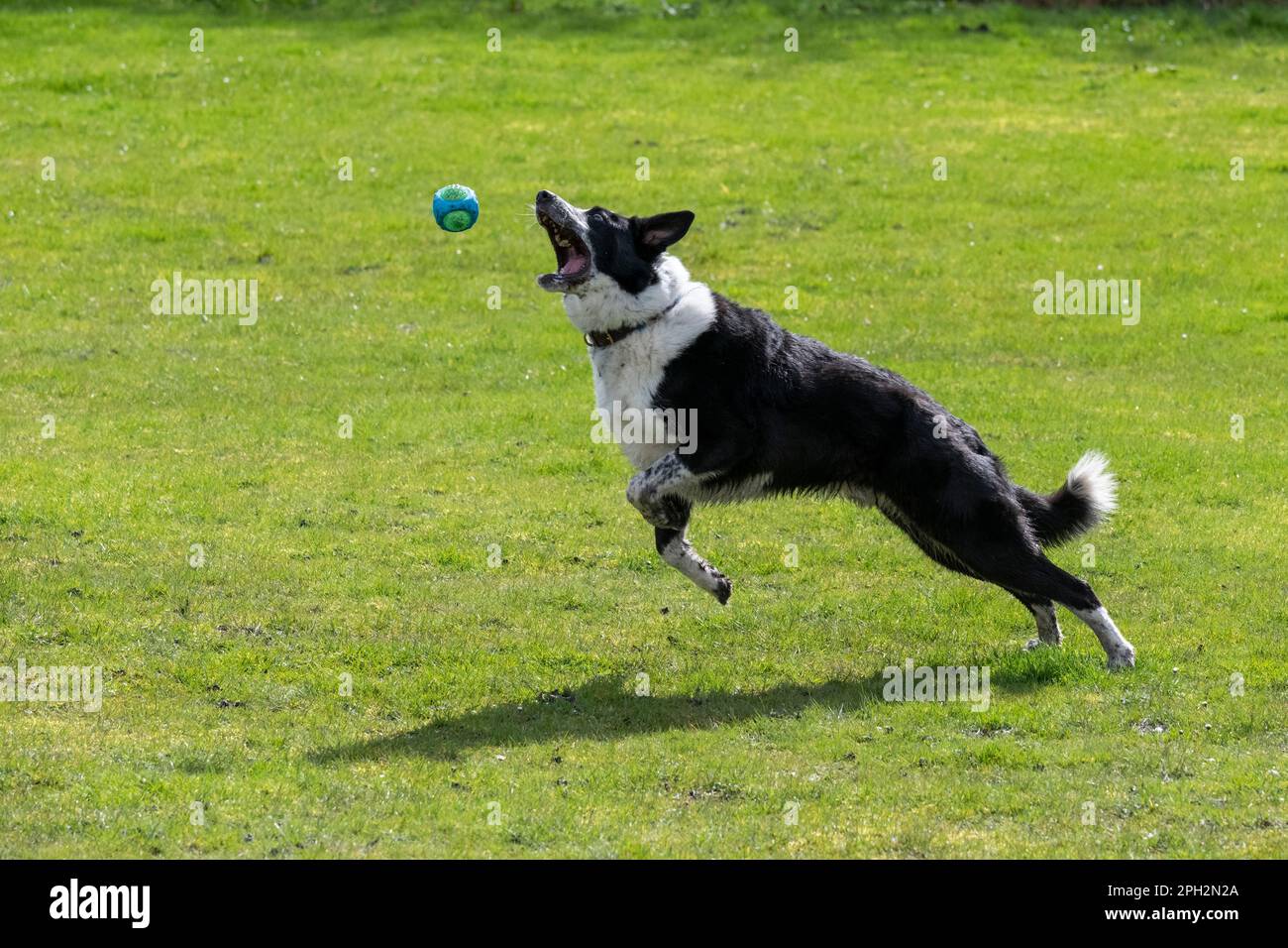 Black and White Border Collie jumping for a ball outside in a field in ...