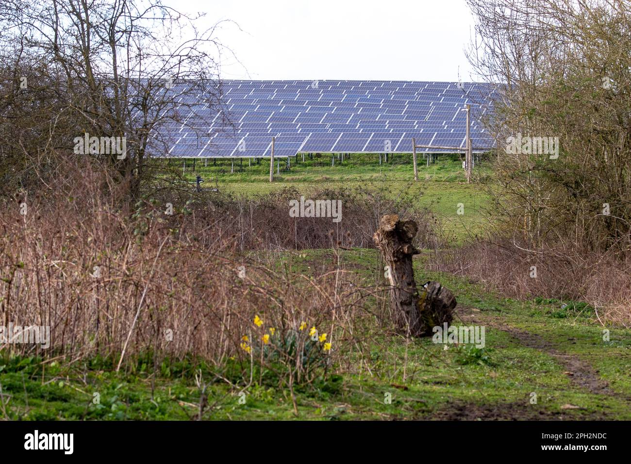 Wraysbury, Berkshire, UK. 25th March, 2023. The Wraysbury Solar Farm ...