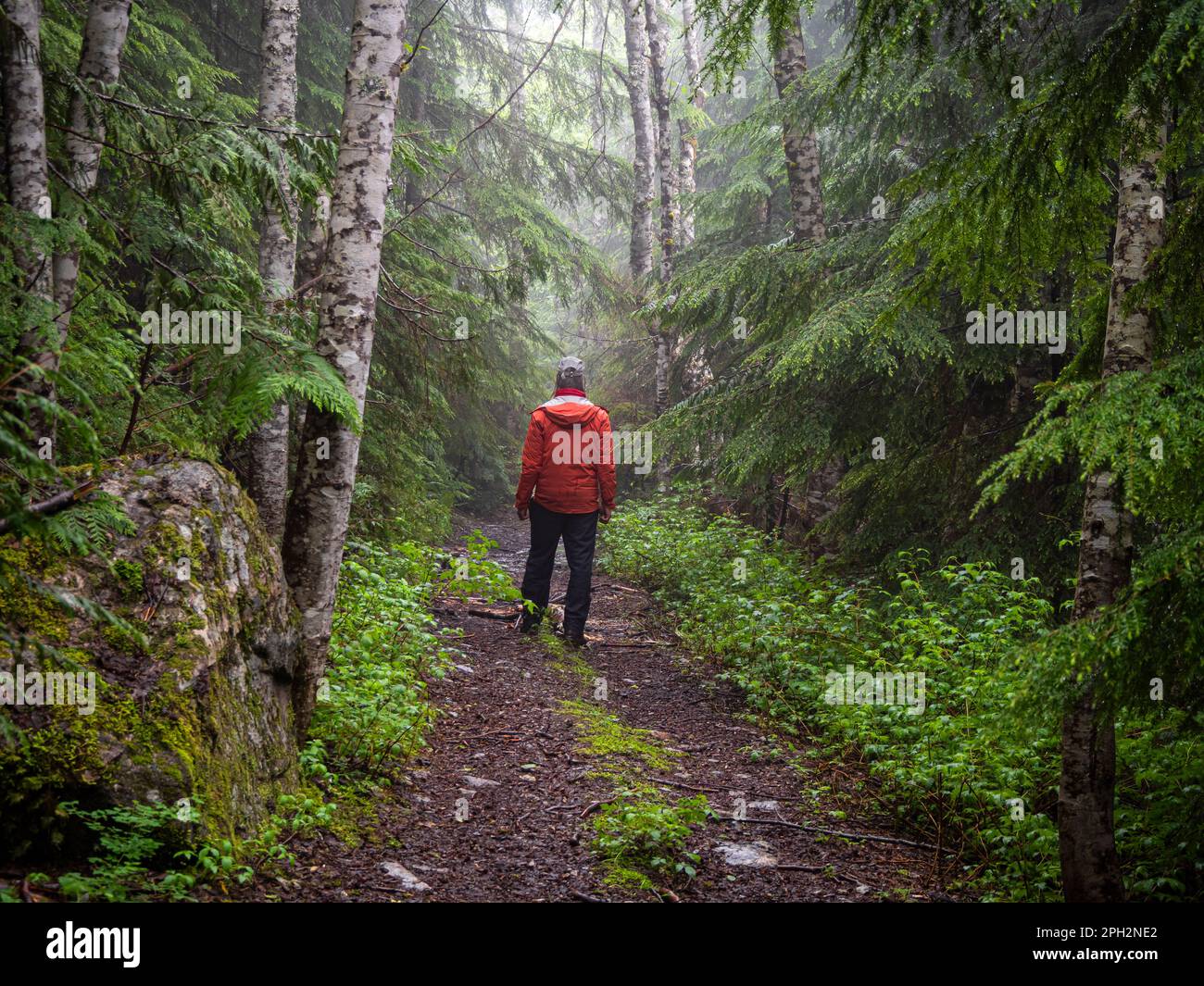 Across old logging road hi-res stock photography and images - Alamy