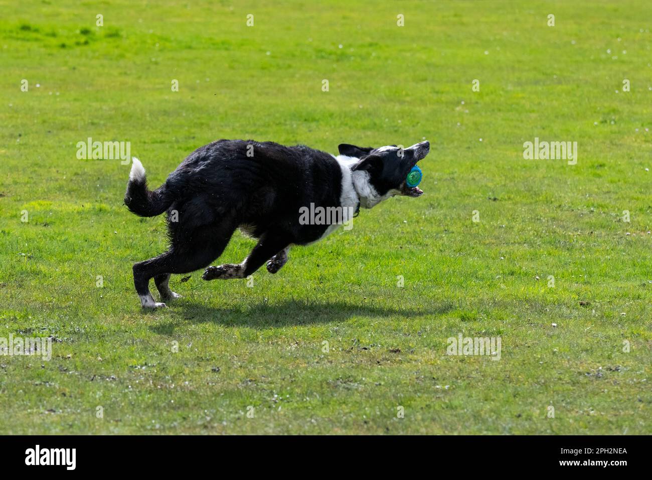 Black and White Border Collie jumping for a ball outside in a field in ...