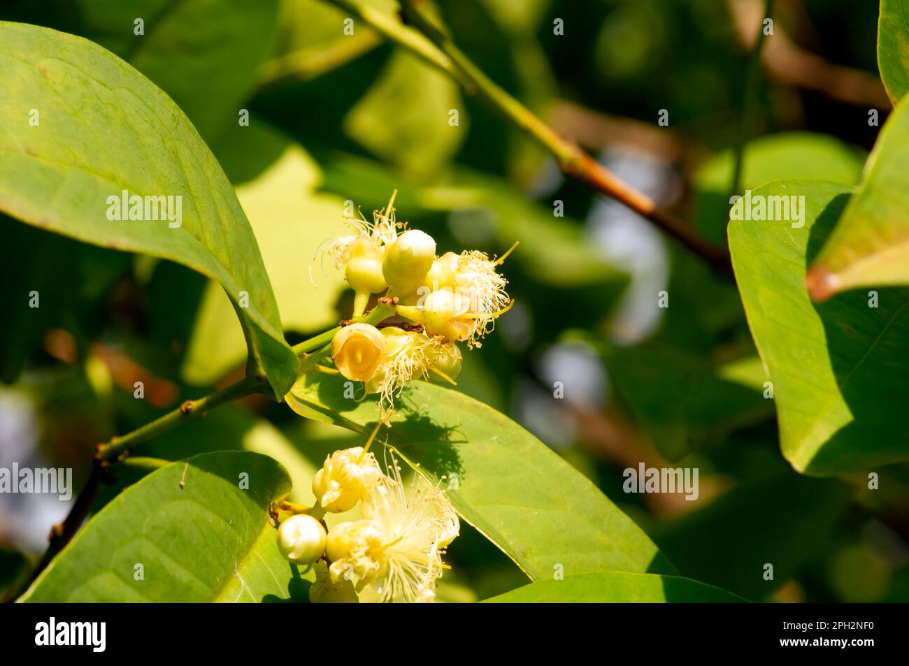 Young water apples fruits (Syzygium aqueum) on its tree, known as rose ...