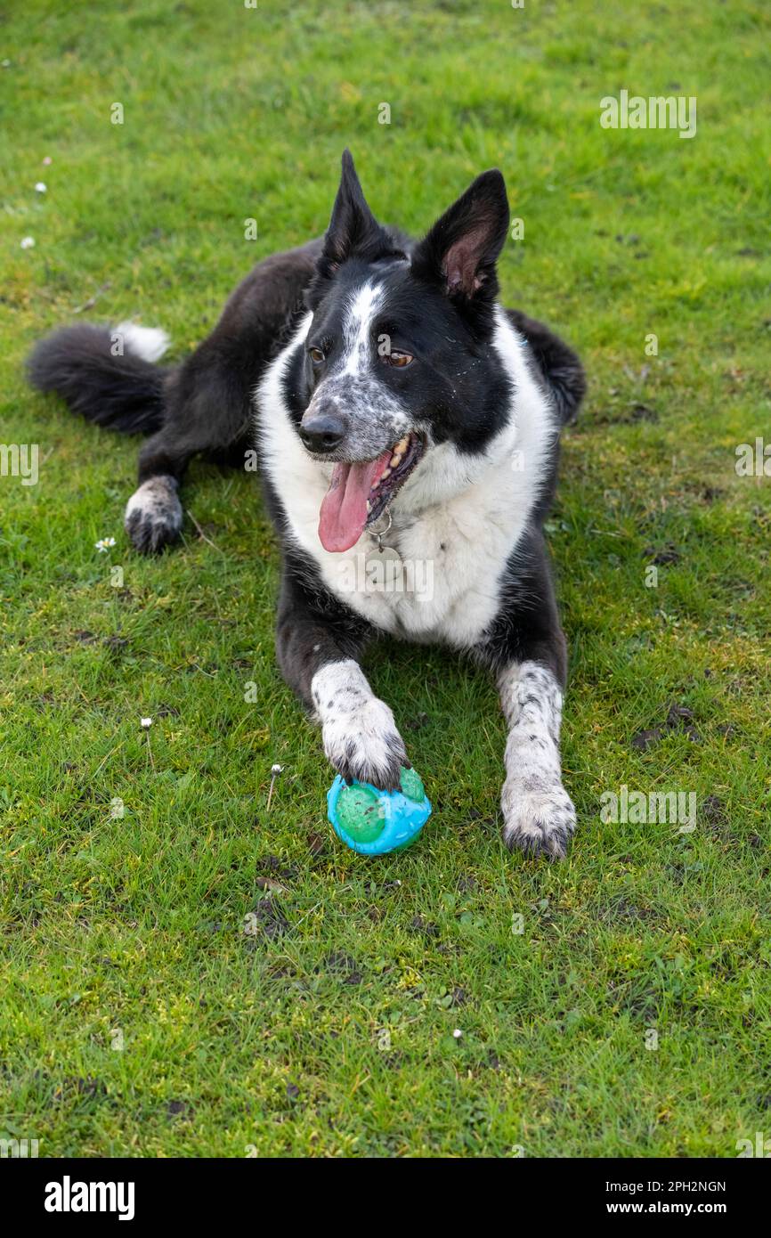 Black and white Border Collie lying down on grass with his paw ...