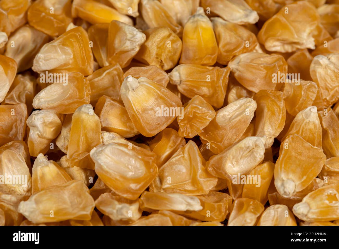 Closeup of sweet corn seeds ready for planting. Vegetable garden, organic gardening and farming ...