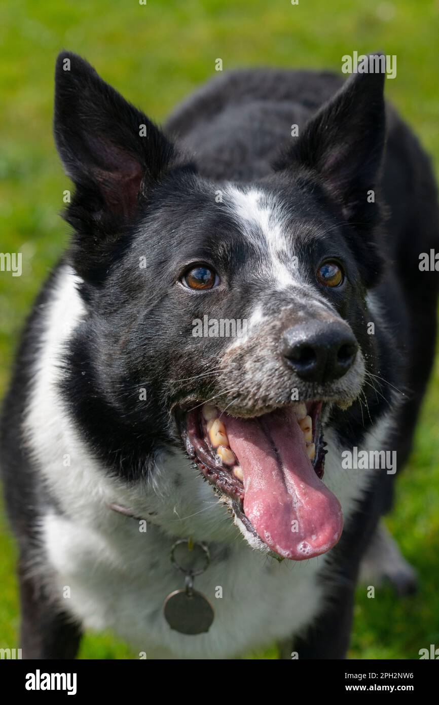 Black and White Border Collie dog panting with eager expression on his ...