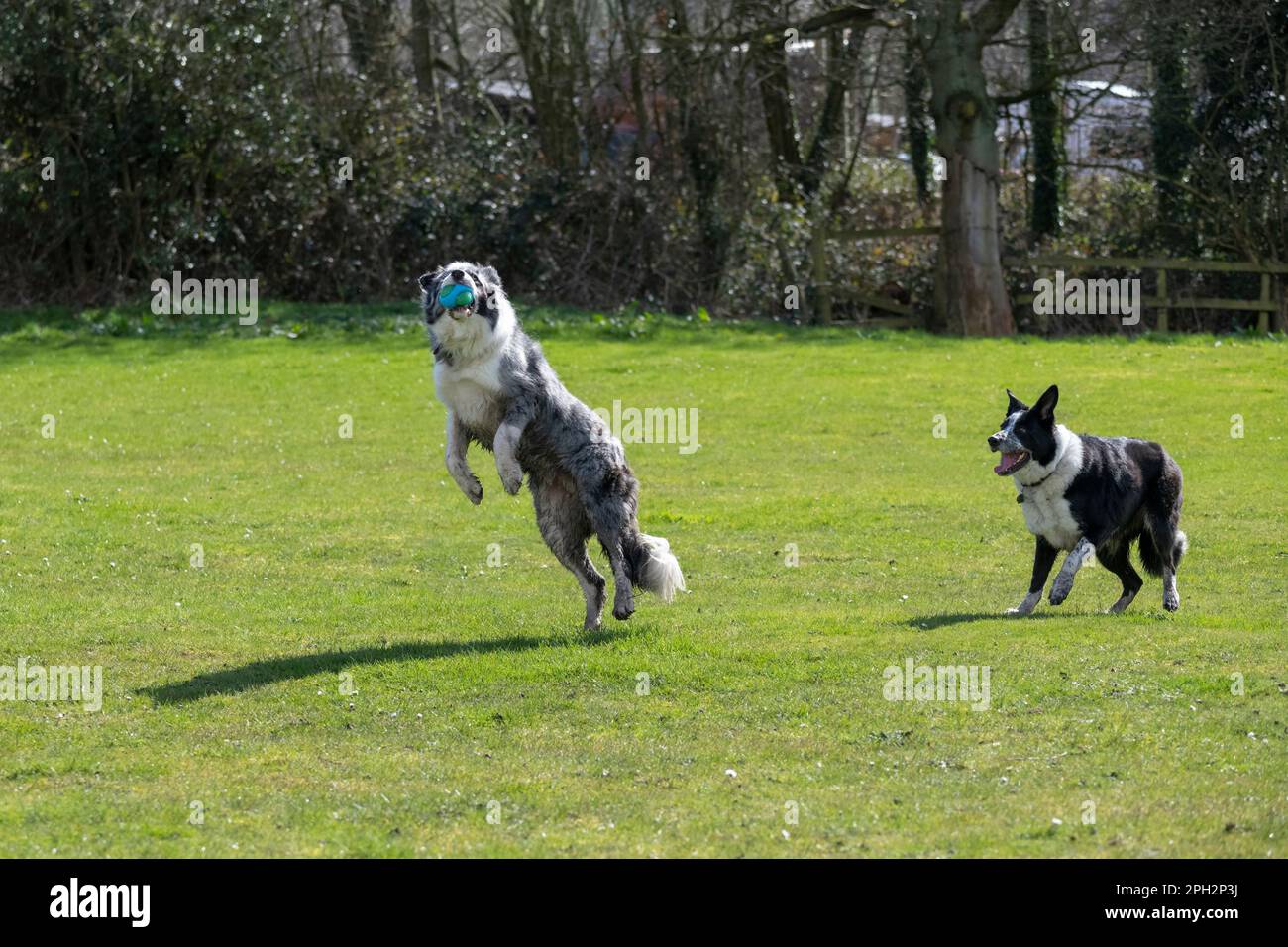 Border Collies playing ball outdoors in a field in spring sunshine ...