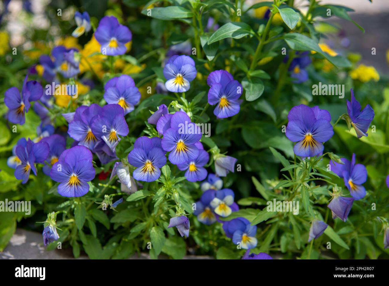 It violates hi-res stock photography and images - Alamy