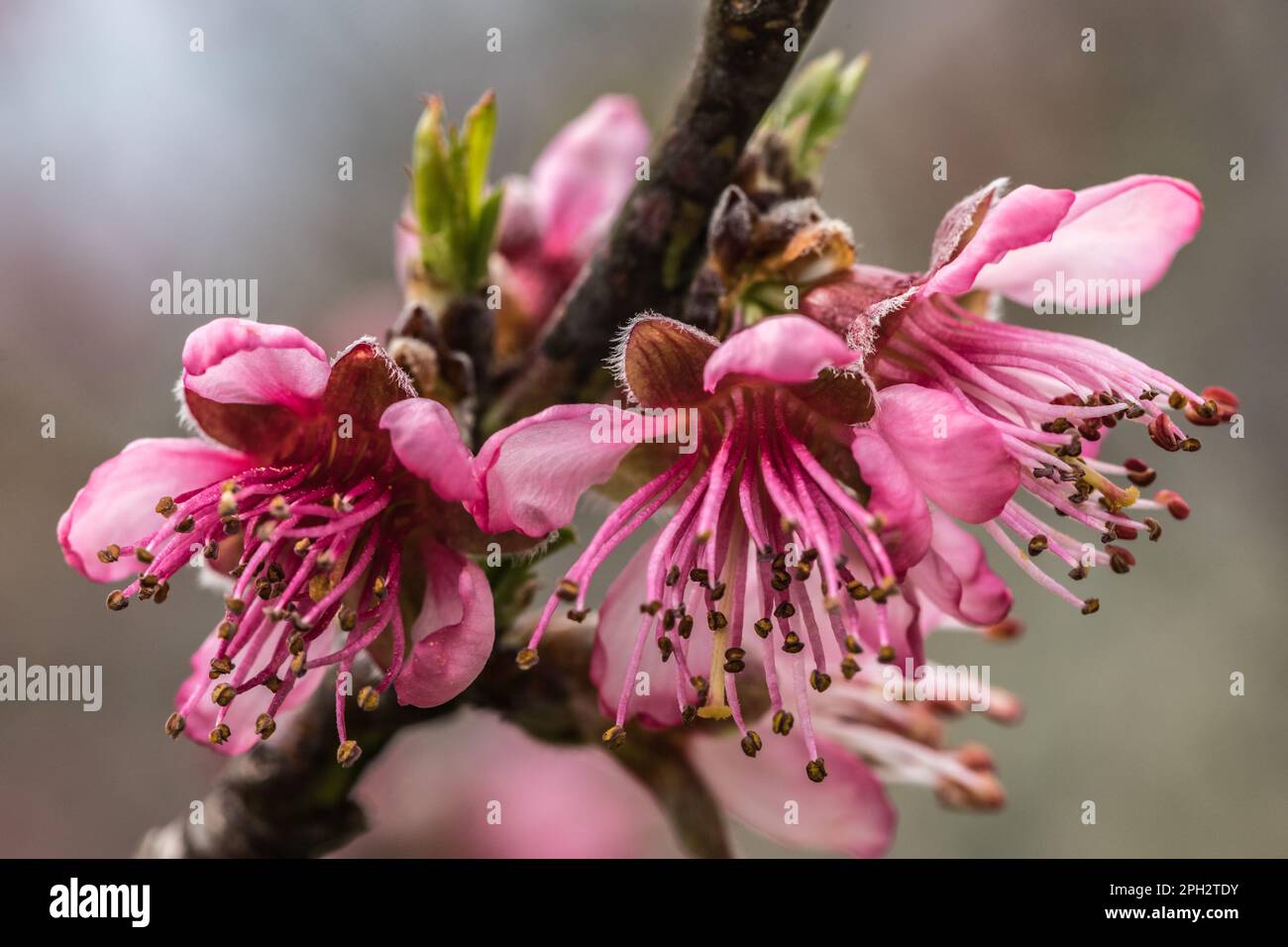 Vue macroscopique d'une fleur de pêche de vigne Stock Photo - Alamy