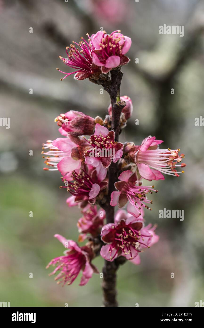 Fleur de vigne hi-res stock photography and images - Alamy