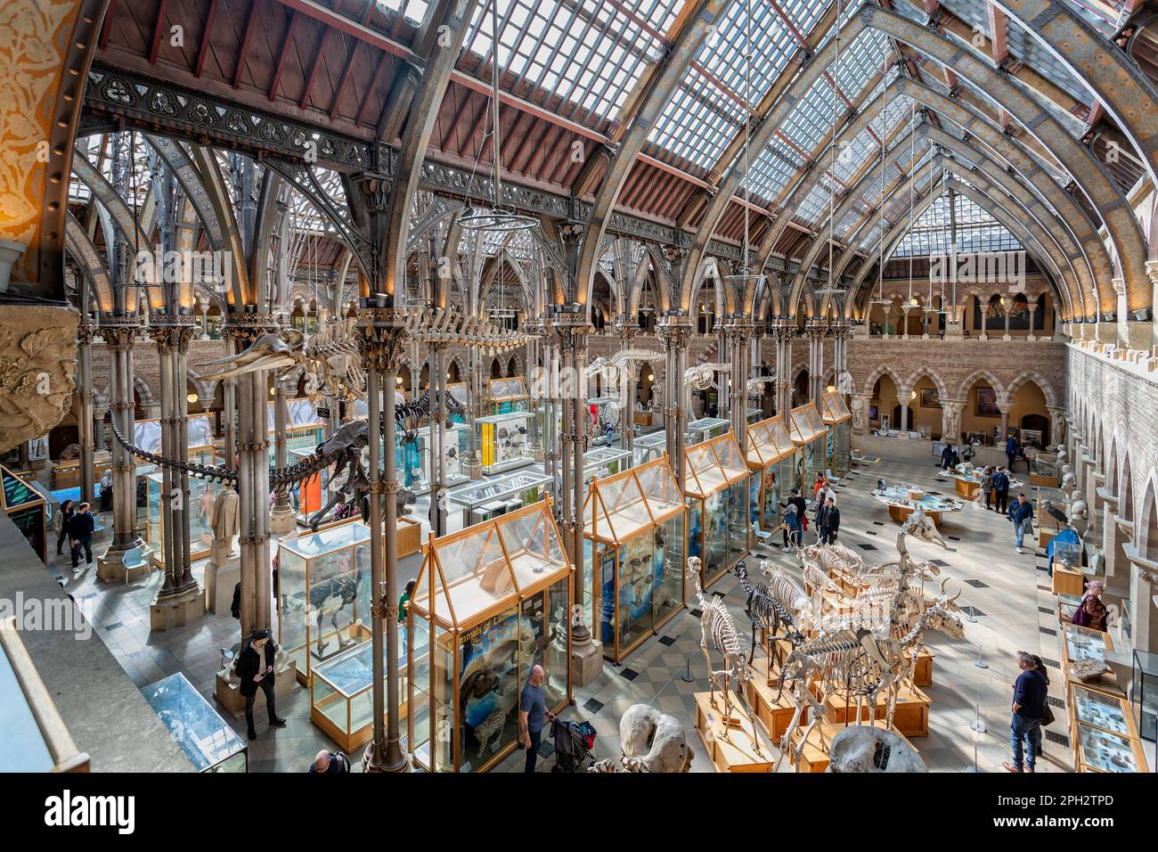 Interior of the Oxford University Museum of Natural History, Oxford ...