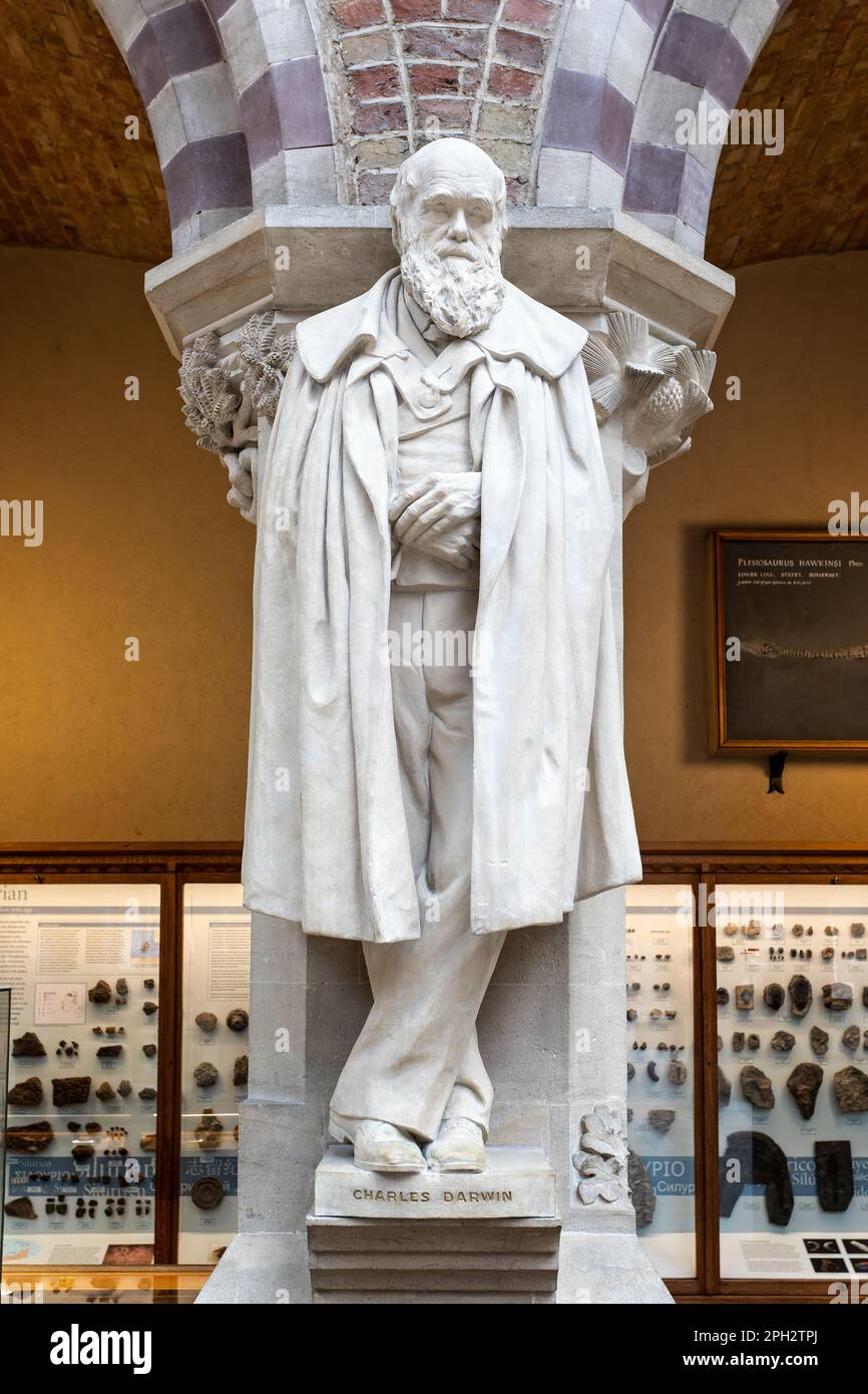 Statue of Charles Darwin in The university of Oxford Museum of natural ...