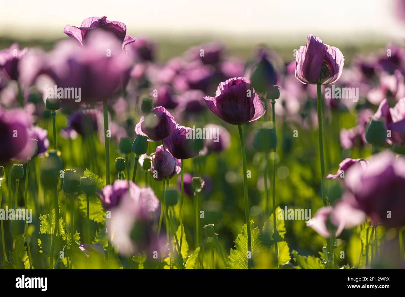 Red wild flowers serbia hi-res stock photography and images - Alamy