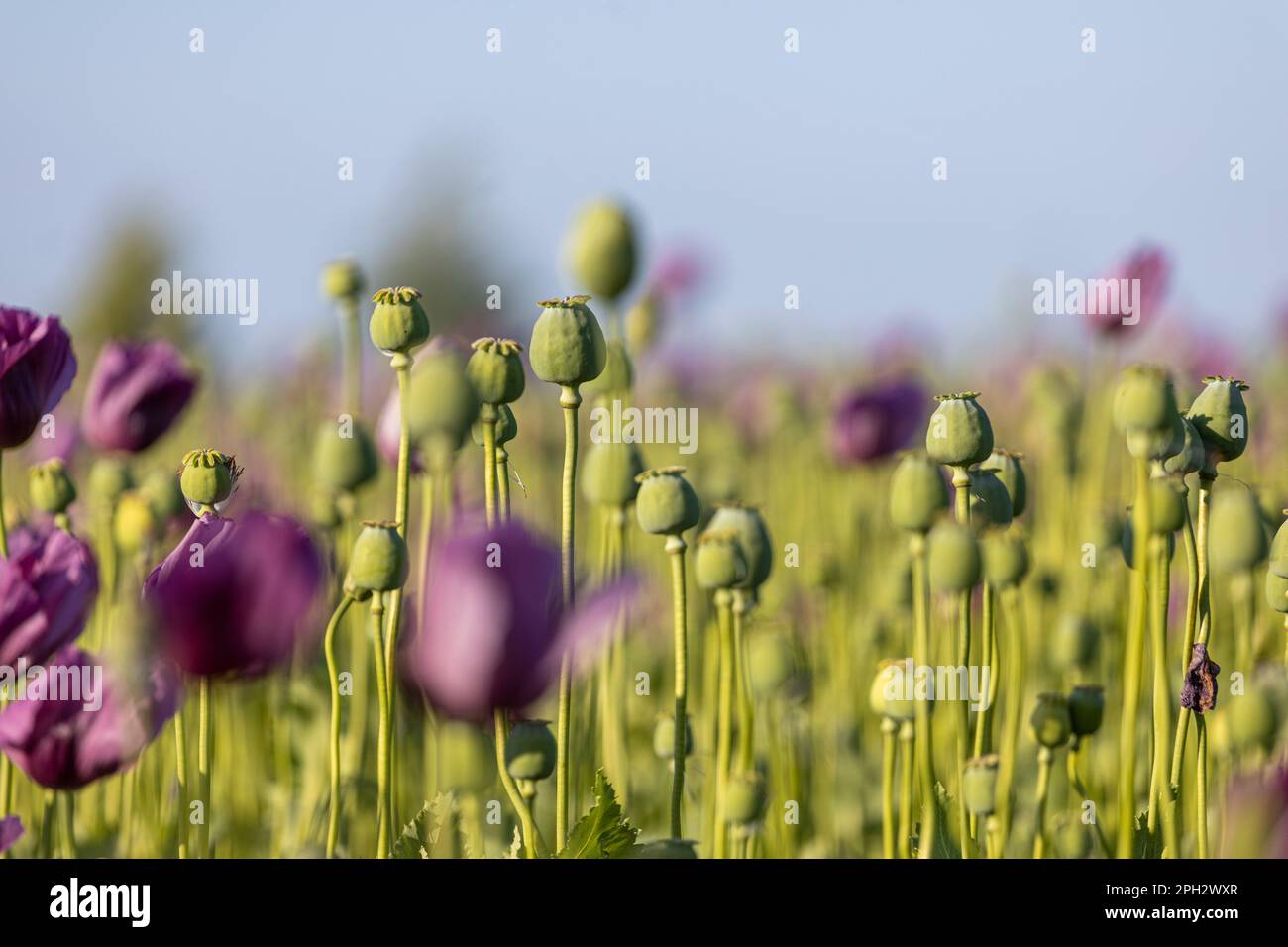 Red wild flowers serbia hi-res stock photography and images - Alamy
