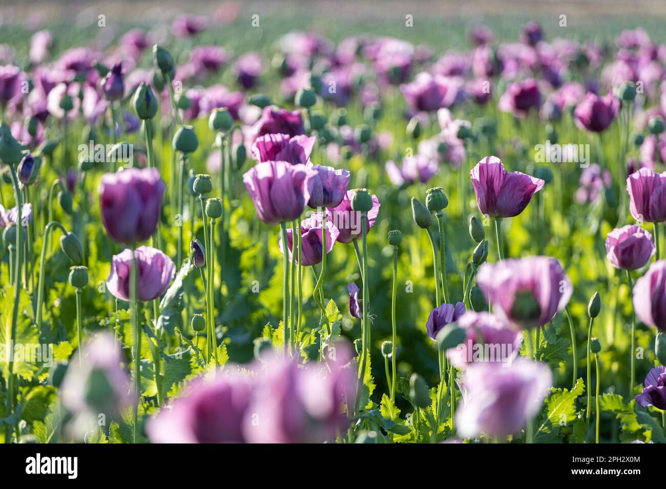 Red wild flowers serbia hi-res stock photography and images - Alamy
