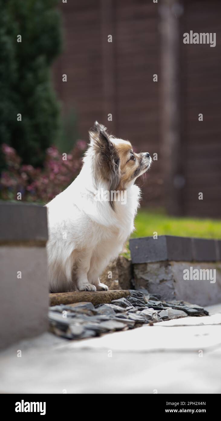 Small dog tri-coloured chihuahua sitting on small steps in the garden ...