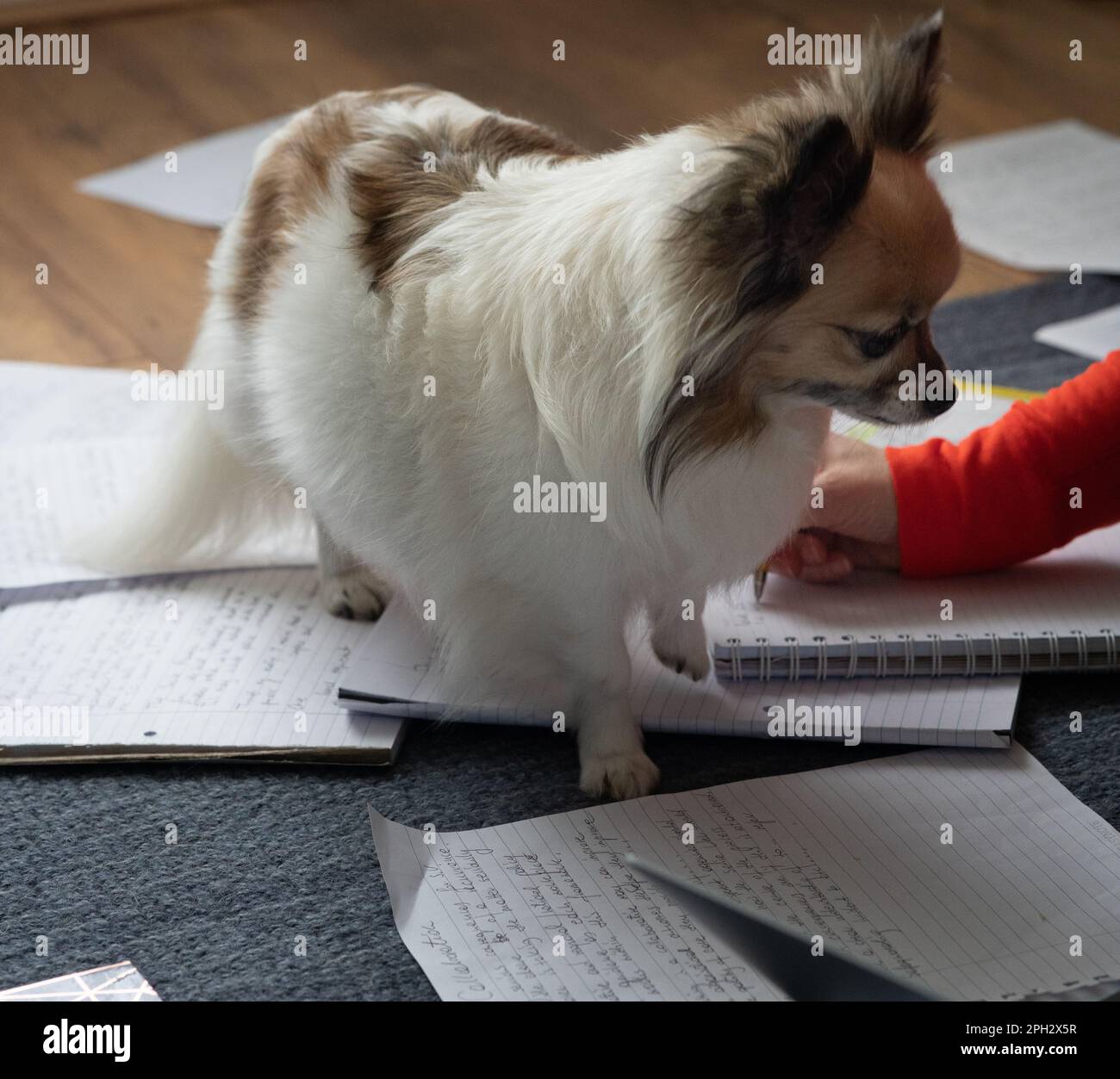 Working at home with a small dog tri-coloured chihuahua walking on top ...