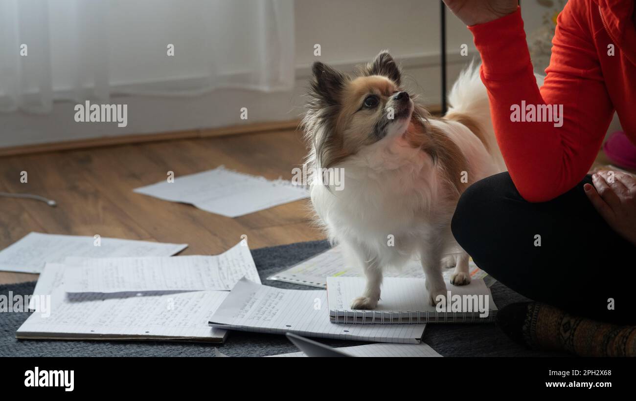 Working at home with a small dog tri-coloured chihuahua walking on top ...