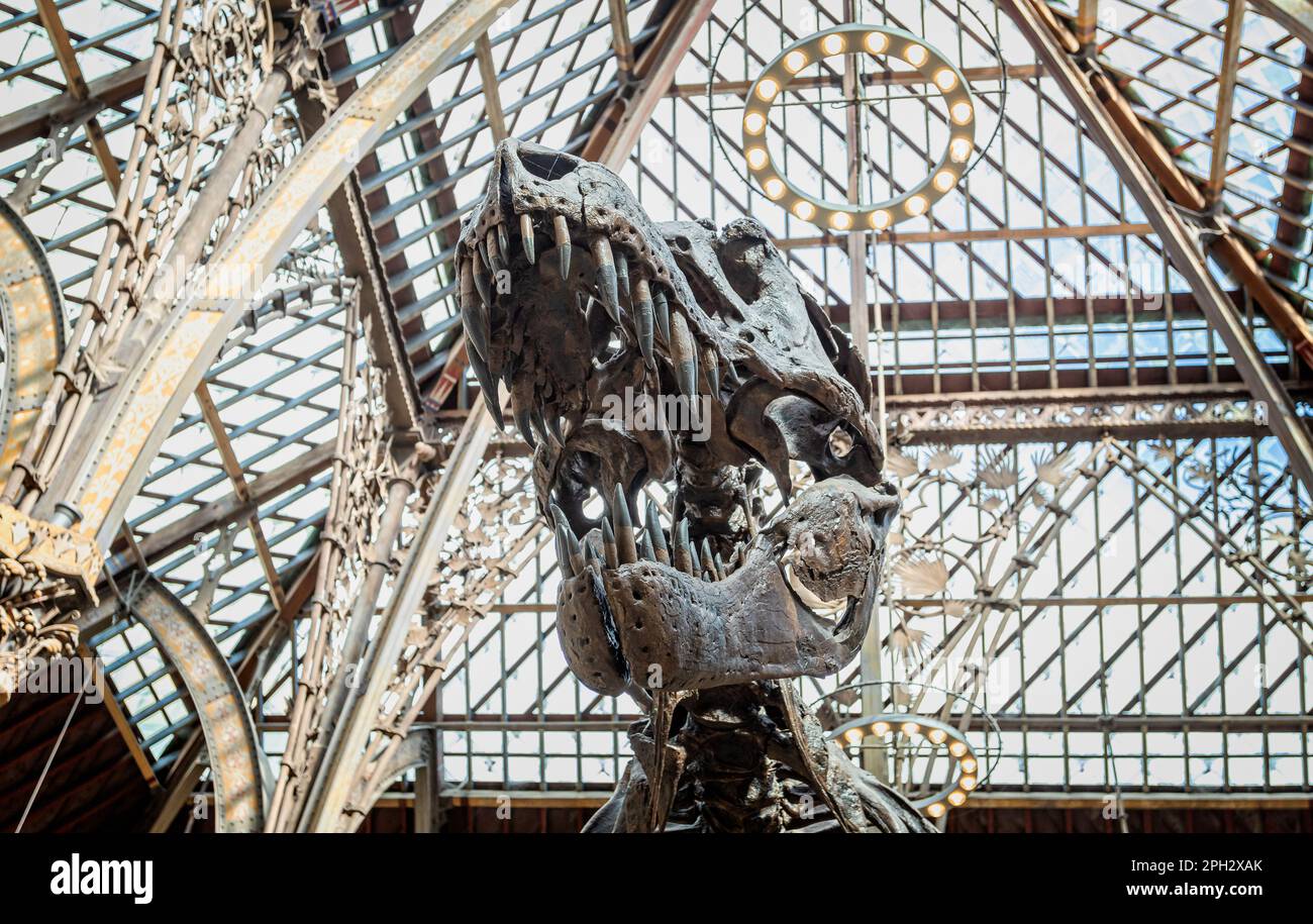 Close up of Tyrannosaurus Rex head skeleton in the Oxford University ...