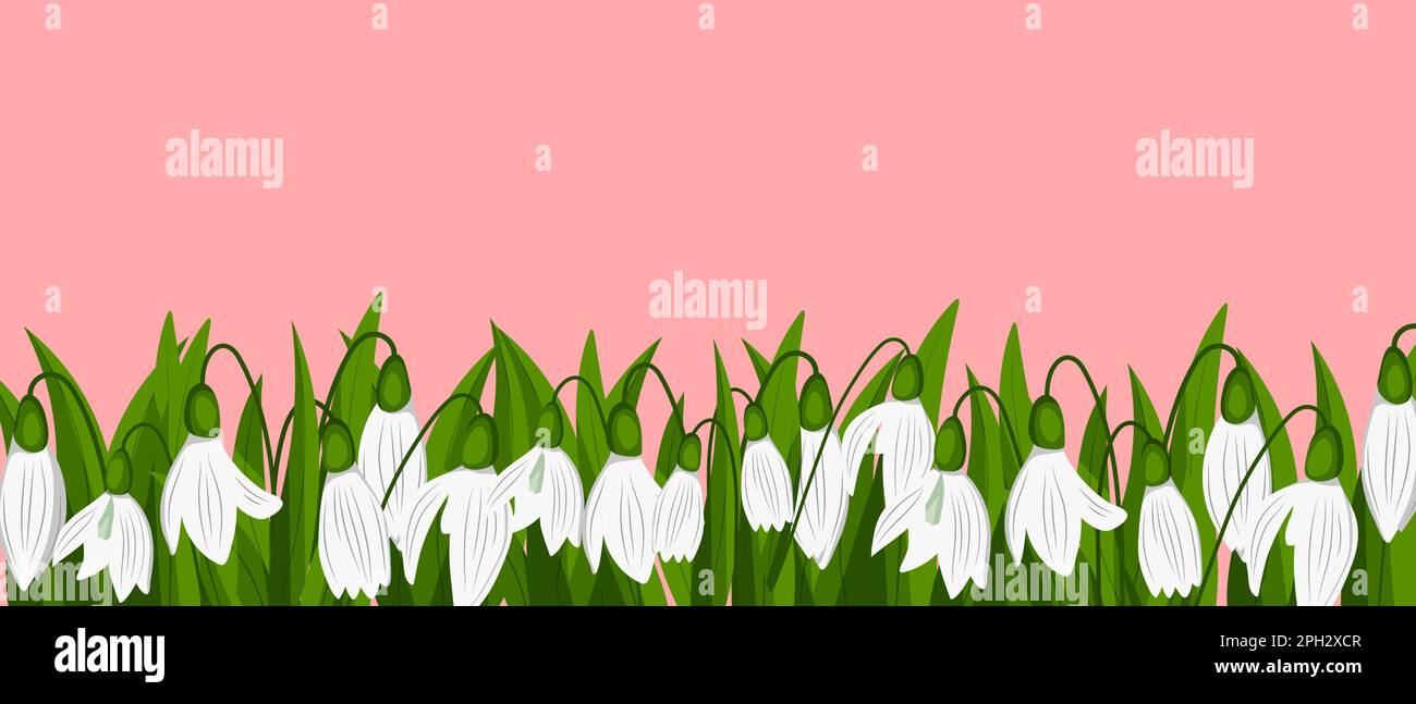 Background with Snowdrops isolated on pink background. Spring time ...
