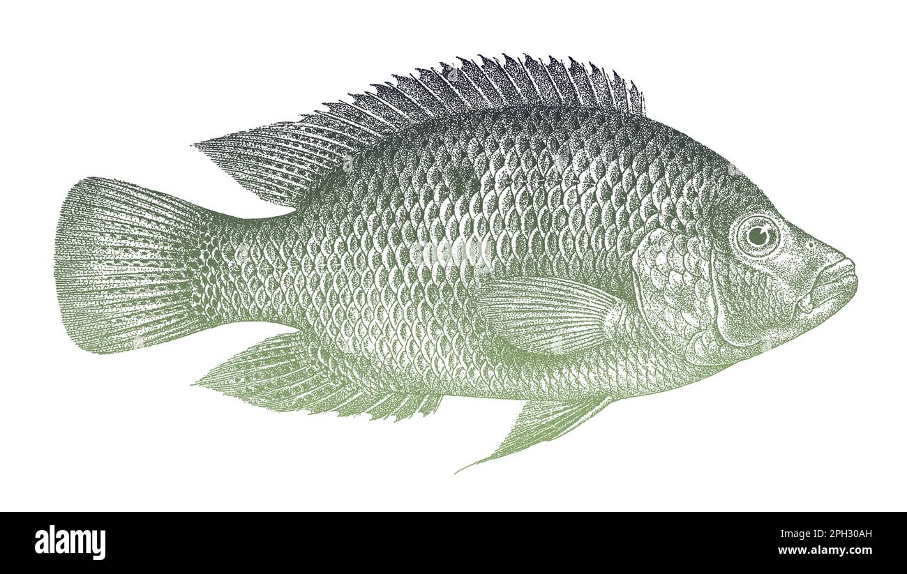 Green Guapote Cichlid