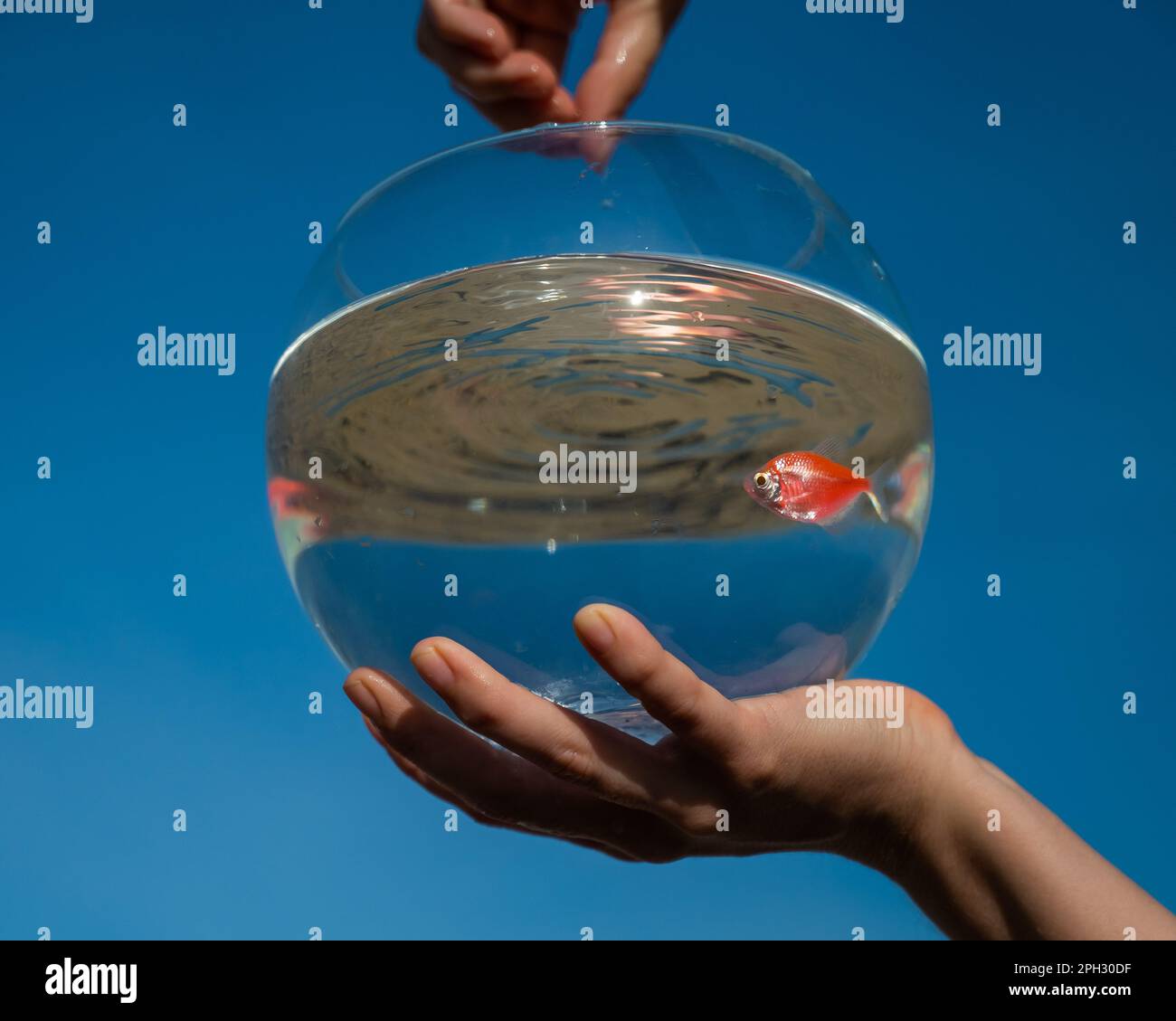 Hand holding small fish woman hi-res stock photography and images - Alamy