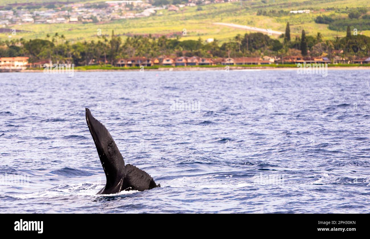 Whale Tail in Maui Hawaii with land in the background Stock Photo - Alamy