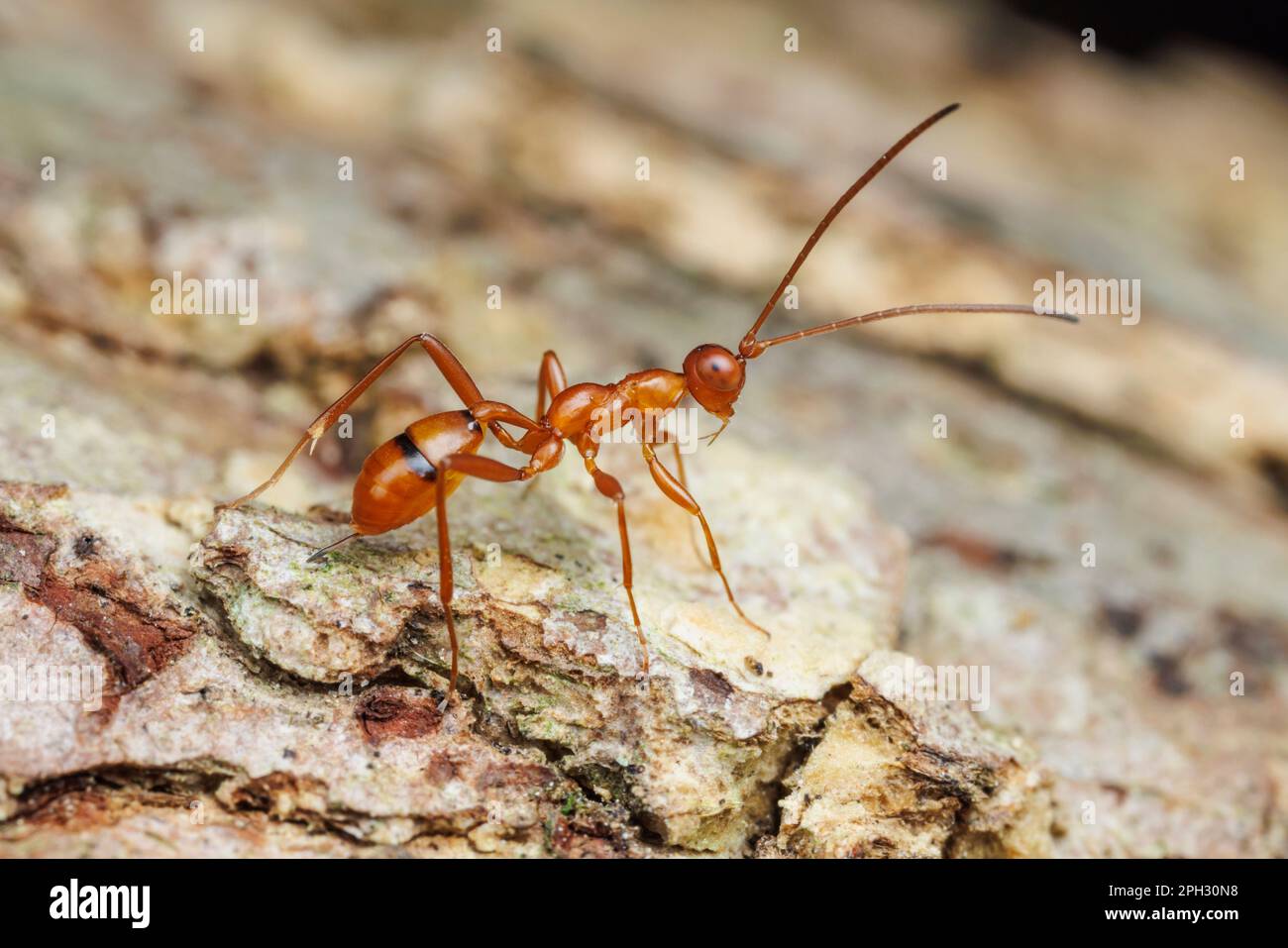Ichneumonid Wasp (Gelis sp.) - Female Stock Photo - Alamy